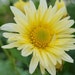Live Chrysanthemum Morifolium, Bo-ju-hua Plant- Traditional Chinese ...
