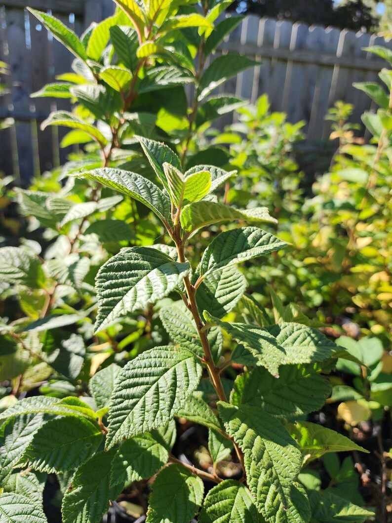 Live White Nan King Cherry Plant, Jules Variety - Etsy