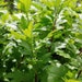 Live Chrysanthemum Morifolium, Bo-ju-hua Plant- Traditional Chinese ...