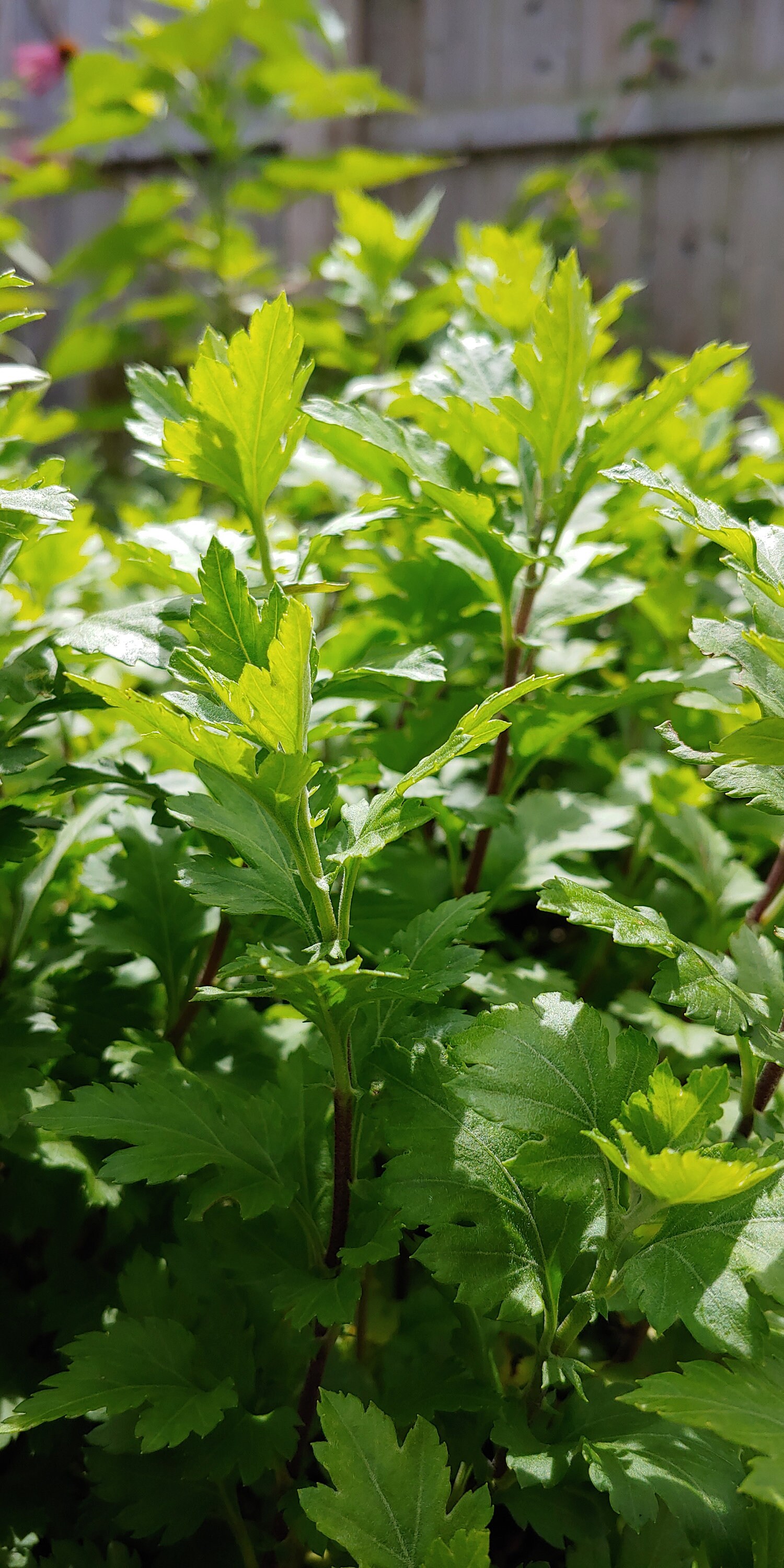 Live Chrysanthemum Morifolium, Bo-ju-hua Plant- Traditional Chinese ...