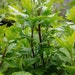 Live Chrysanthemum Morifolium, Bo-ju-hua Plant- Traditional Chinese ...