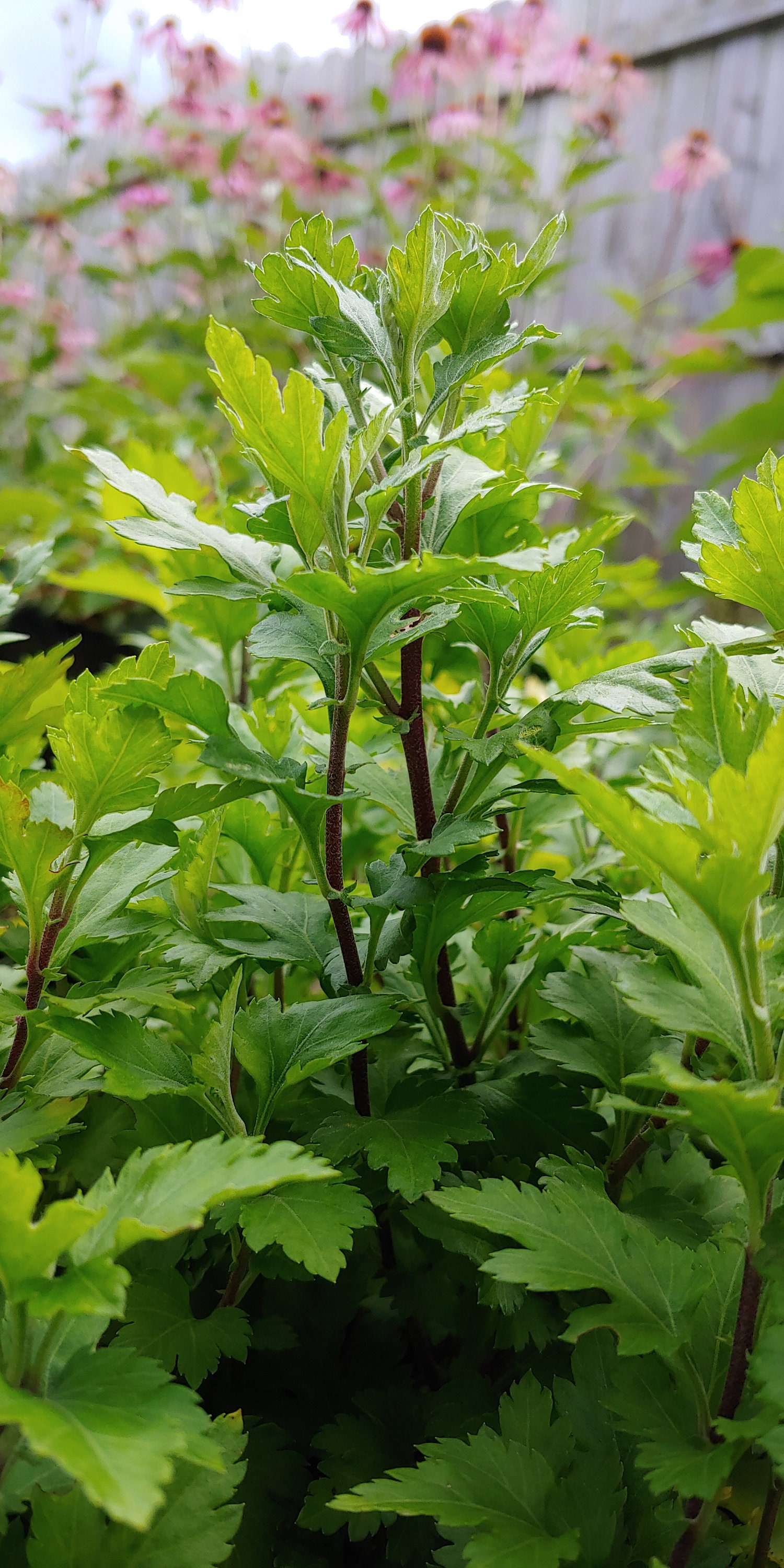 Live Chrysanthemum Morifolium, Bo-ju-hua Plant- Traditional Chinese ...