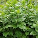 Live Chrysanthemum Morifolium, Bo-ju-hua Plant- Traditional Chinese ...