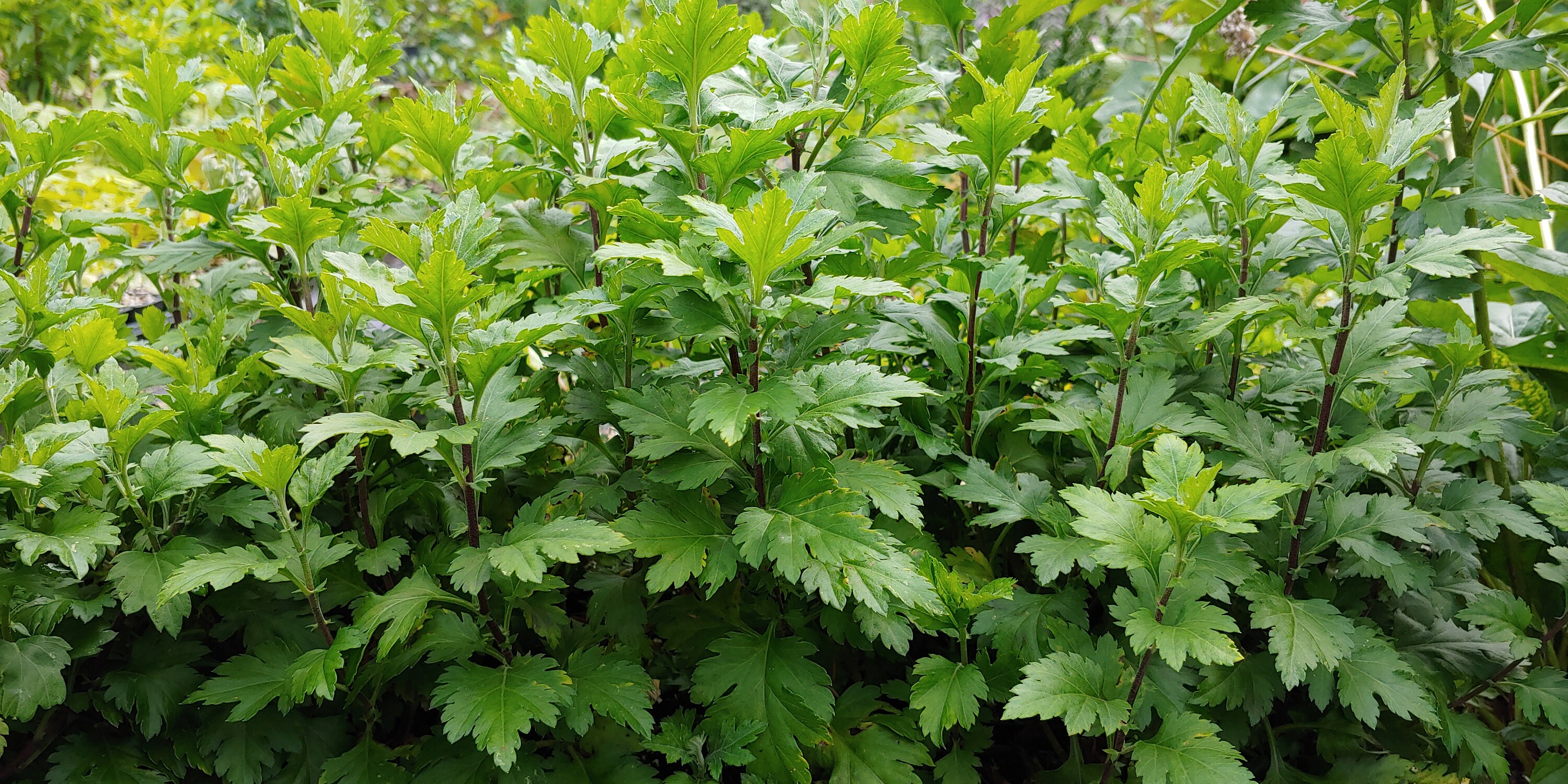 Live Chrysanthemum Morifolium, Bo-ju-hua Plant- Traditional Chinese ...