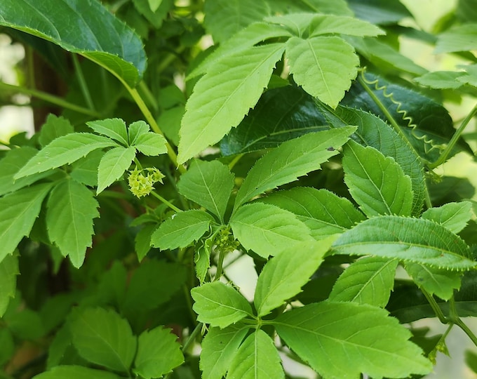 Live Jiao Gu Lan Plant- Traditional Chinese Medicine Herb - Etsy