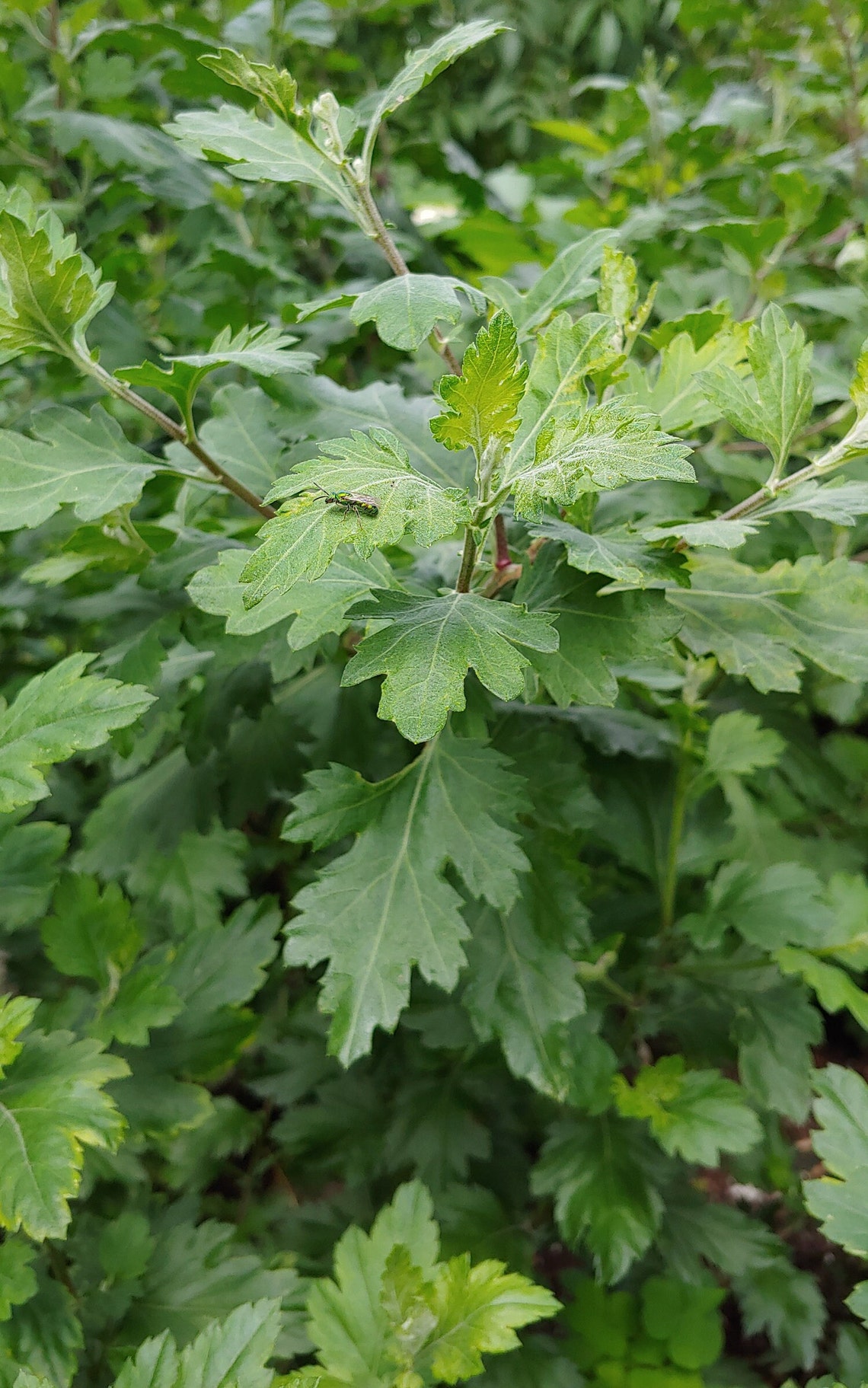 Live Chrysanthemum Morifolium, Bo-ju-hua Plant- Traditional Chinese ...