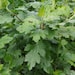 Live Chrysanthemum Morifolium, Bo-ju-hua Plant- Traditional Chinese ...