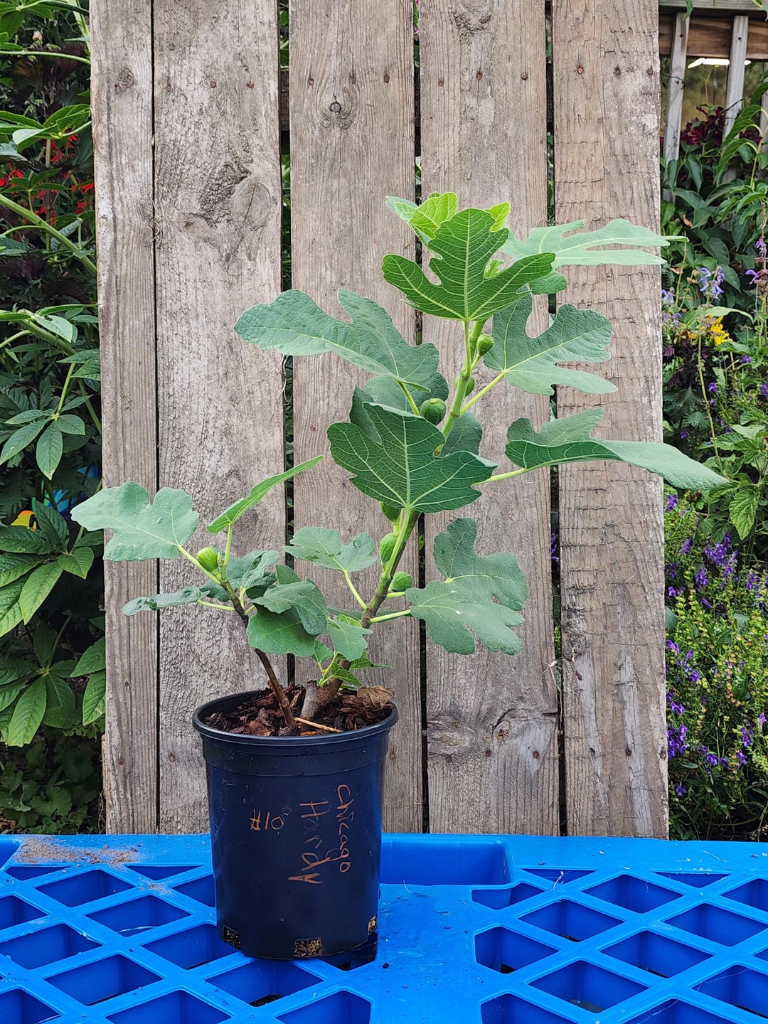 Live Chicago Hardy Fig Plant #10 - Etsy