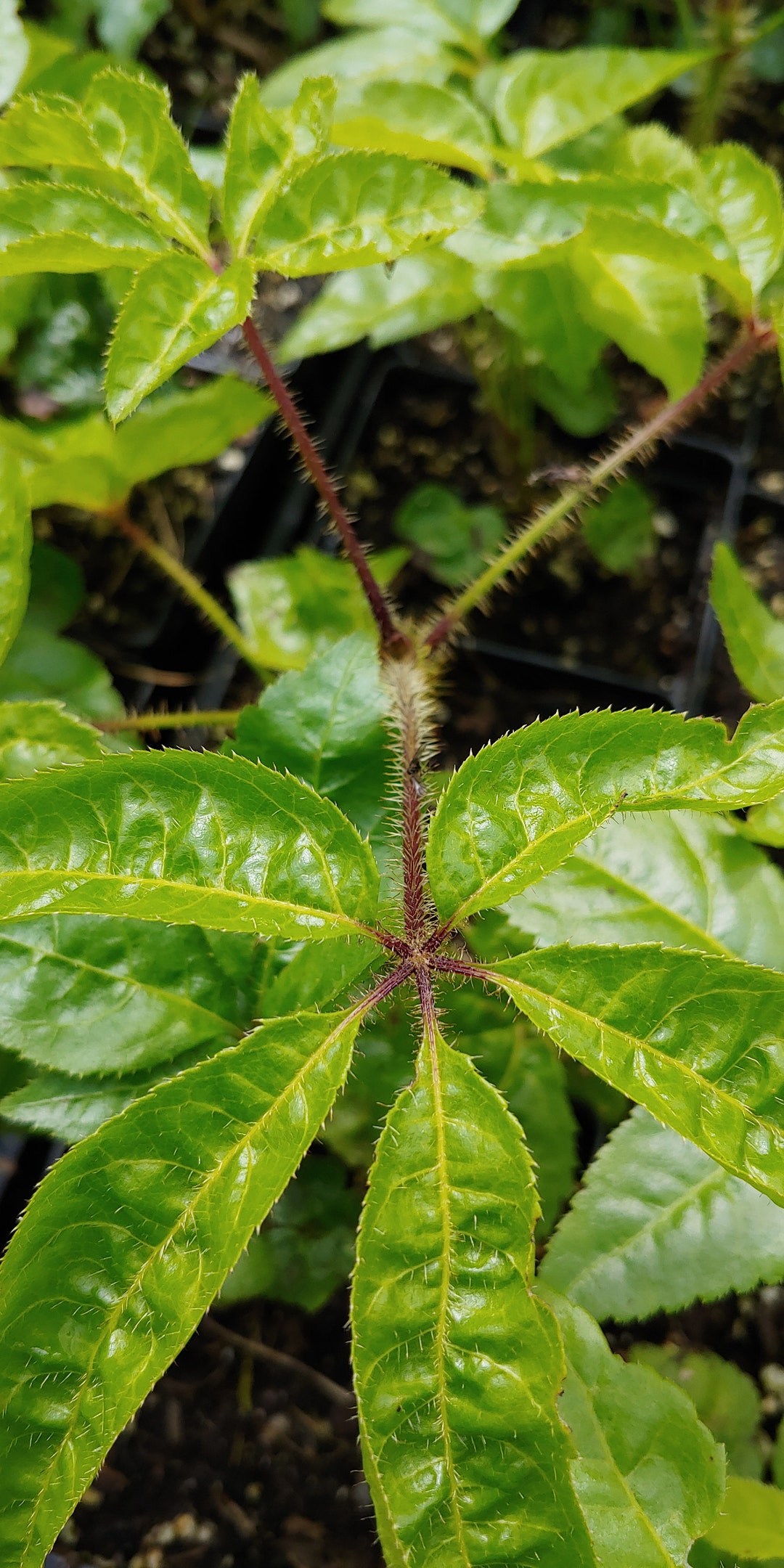 Live Siberian Ginseng, Ci Wu Jia, Shigoka Plant- Spiny, Cold Hardy ...