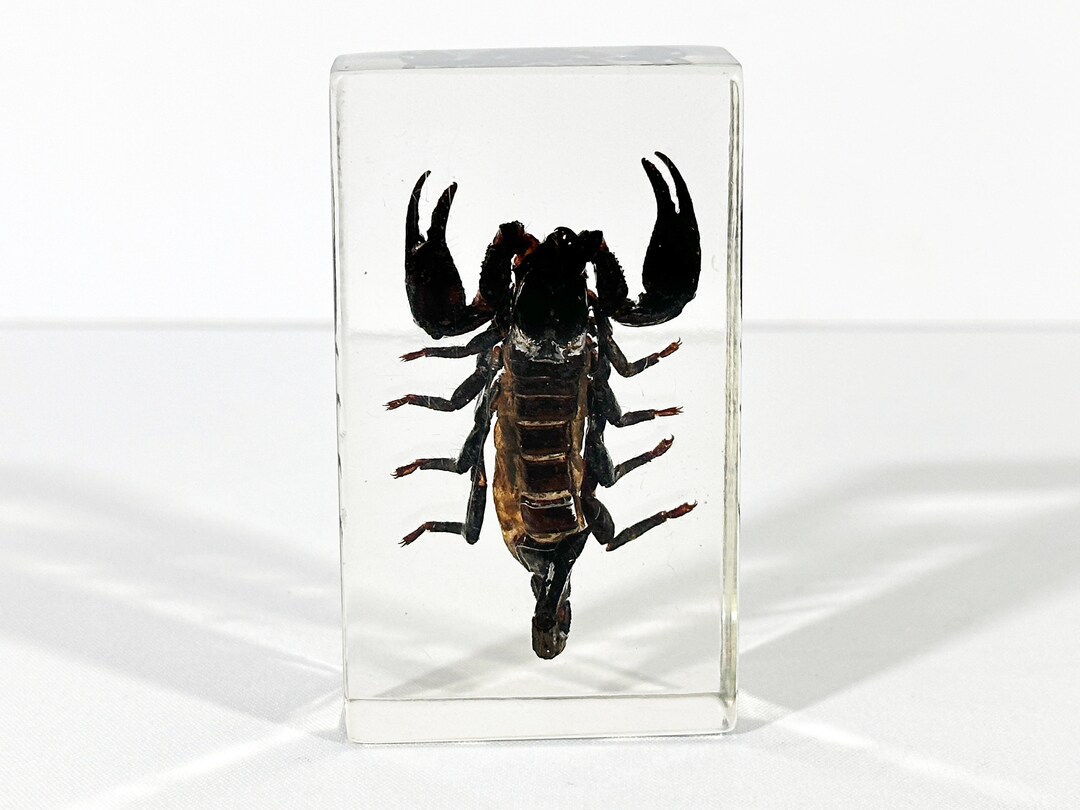 Insect Taxidermy Scorpion in Resin - Etsy