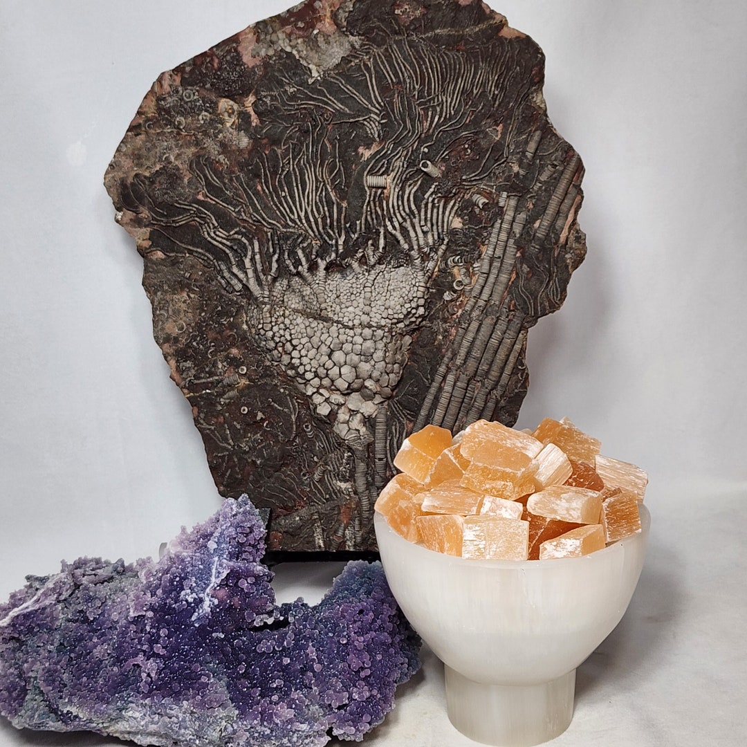 High Quality Spectacular Crinoid Plate - Etsy