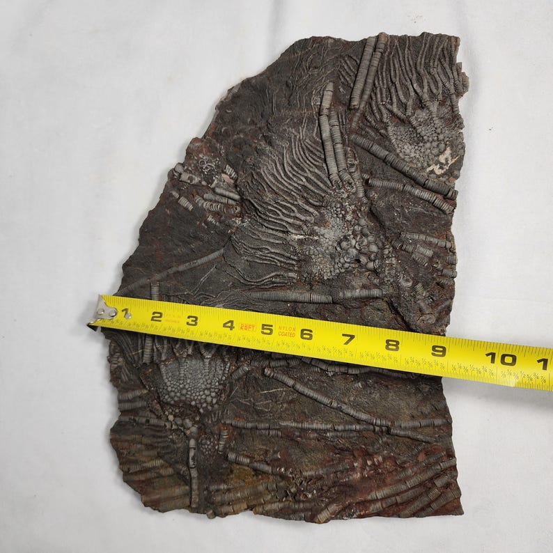 Fancy Fossil - Crinoid Plate - Etsy