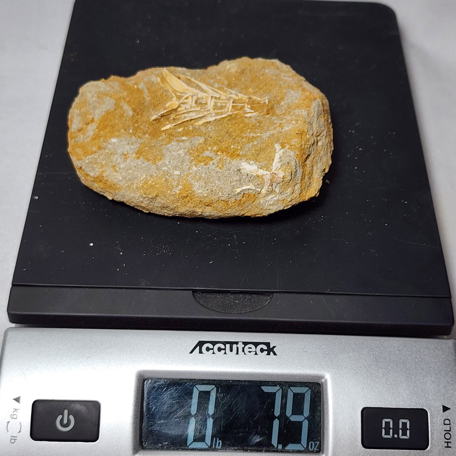 Splendid Saber Toothed Herring Fish Vertebrae - Etsy