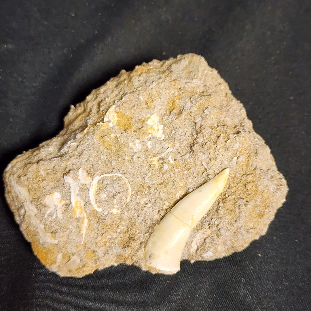 Fish Vertebrae in Matrix - Etsy
