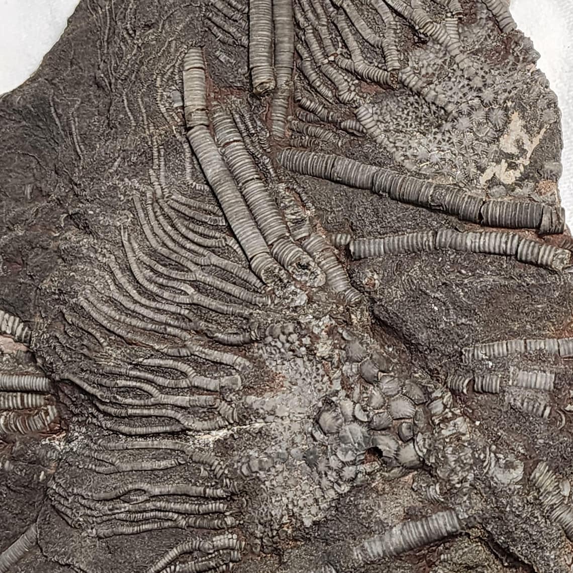 Fancy Fossil - Crinoid Plate - Etsy