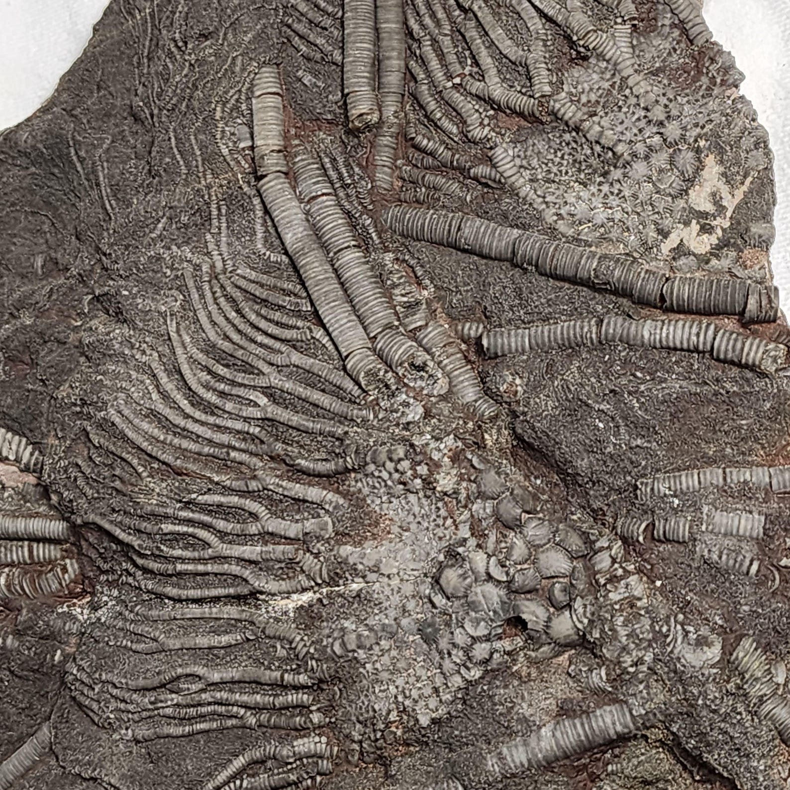 Fancy Fossil - Crinoid Plate - Etsy