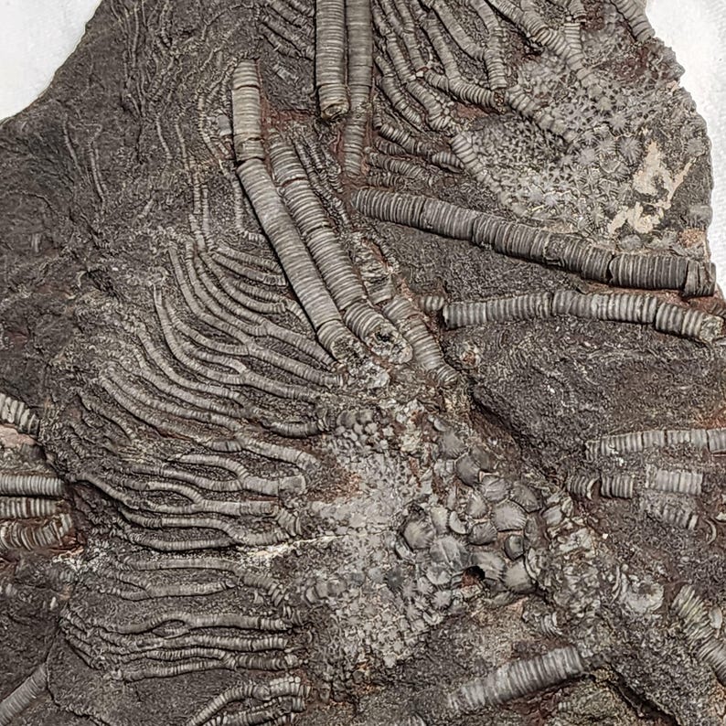 Fancy Fossil - Crinoid Plate - Etsy
