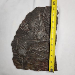 Fancy Fossil - Crinoid Plate - Etsy