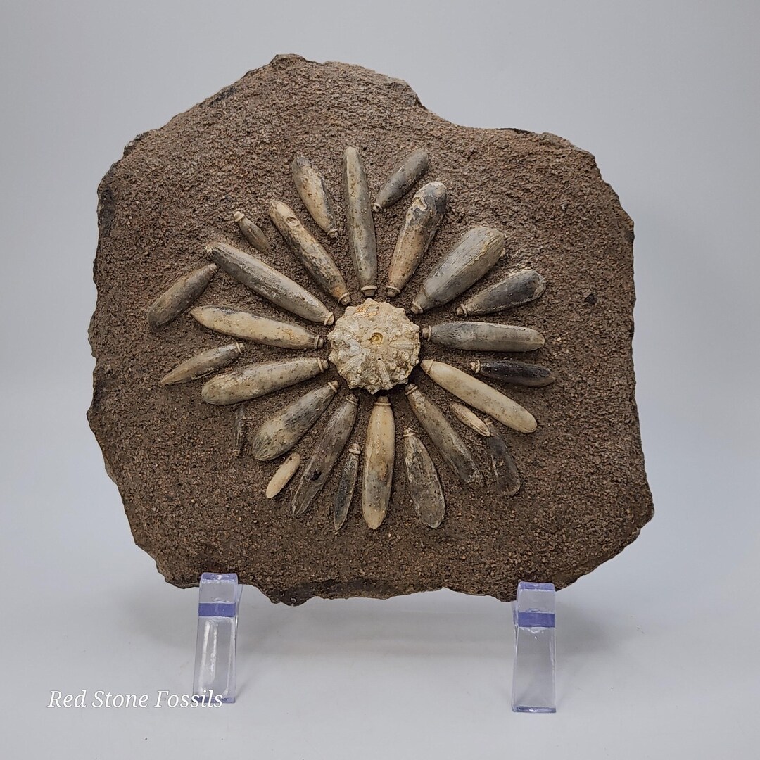 Sea Urchin From Morocco - Etsy
