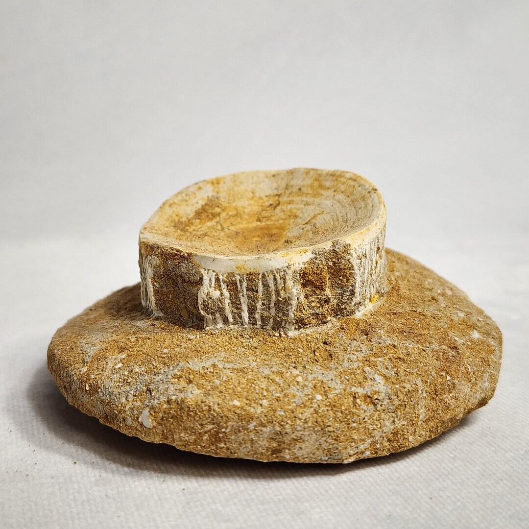 Fossilized Vertebrae From Morocco - Etsy