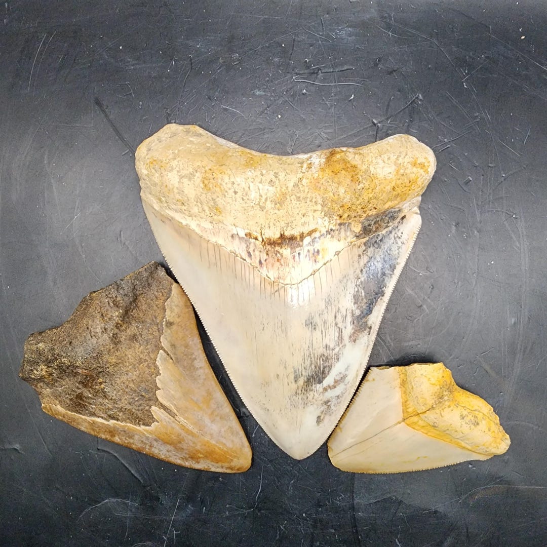 Three's Company Meg Teeth - Etsy