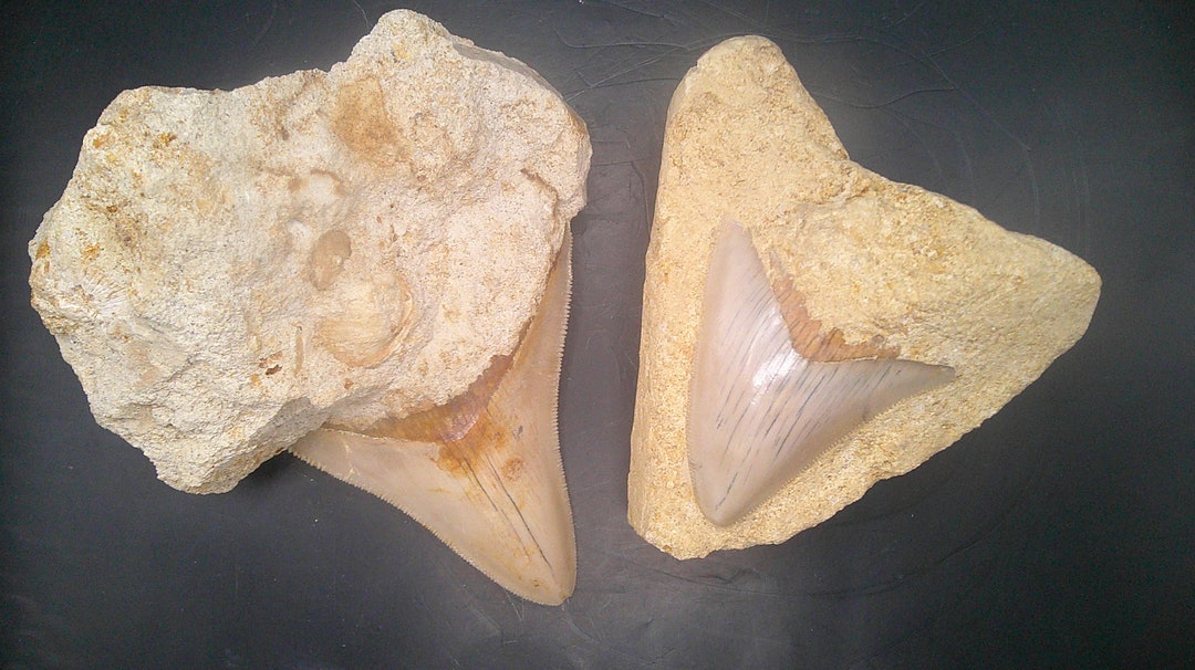 Matrix Meg Tooth Package - Etsy