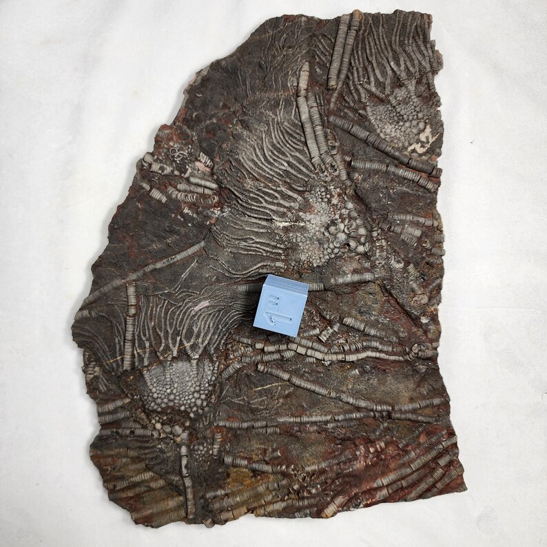 Fancy Fossil - Crinoid Plate - Etsy
