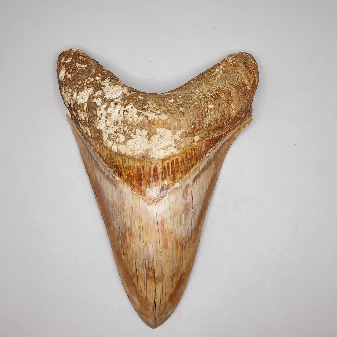 Killer Meg Tooth - Etsy