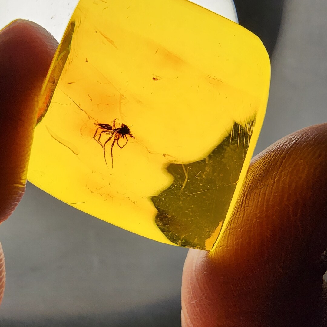 Amber With Spider Inclusion - Etsy