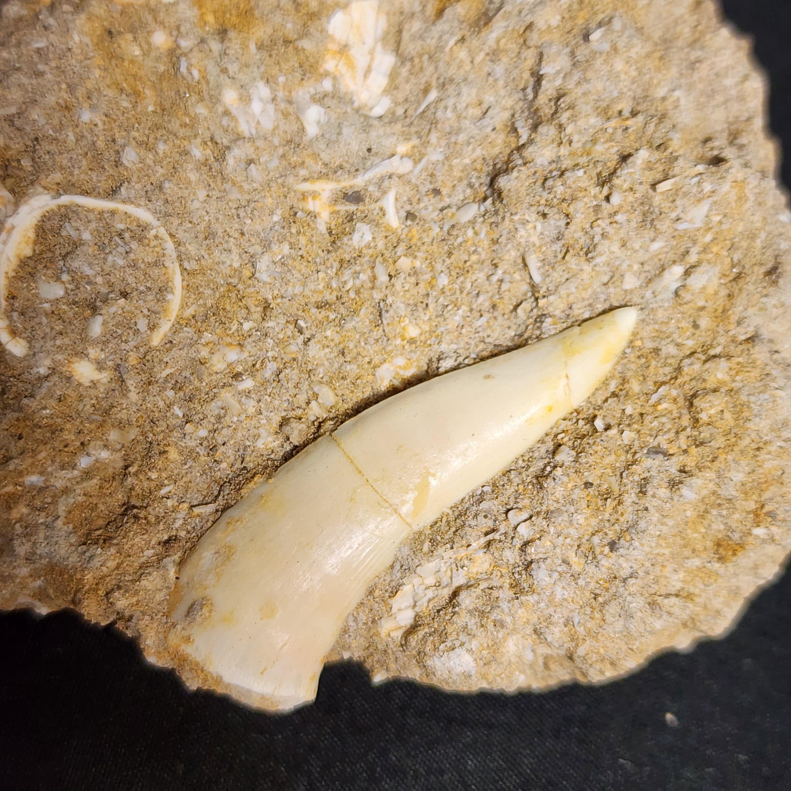 Fish Vertebrae in Matrix - Etsy