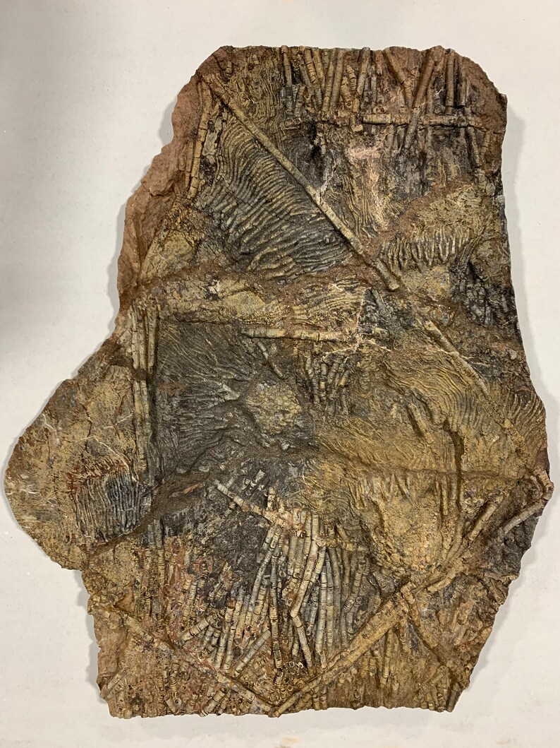 Giant Crinoid Plate - Etsy