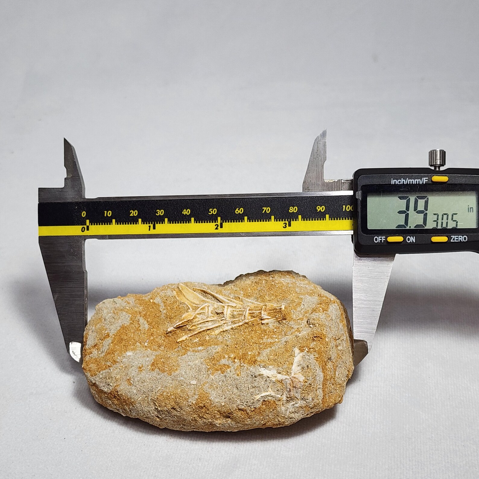 Splendid Saber Toothed Herring Fish Vertebrae - Etsy