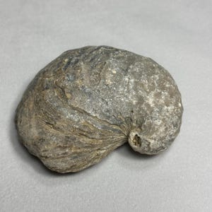 Stunning Exogyra Ponderosa - Etsy