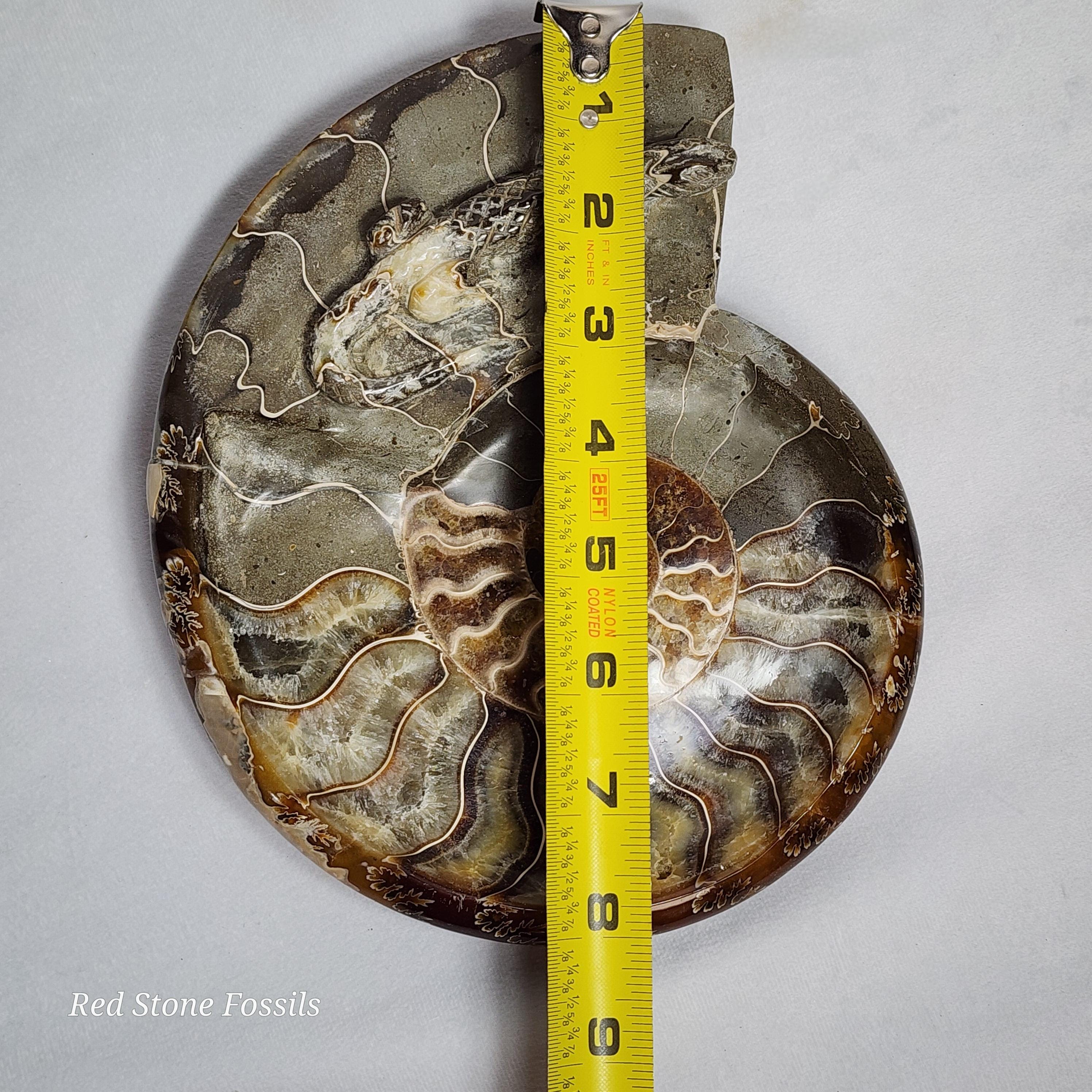 Polished Ammonite Dish - Etsy