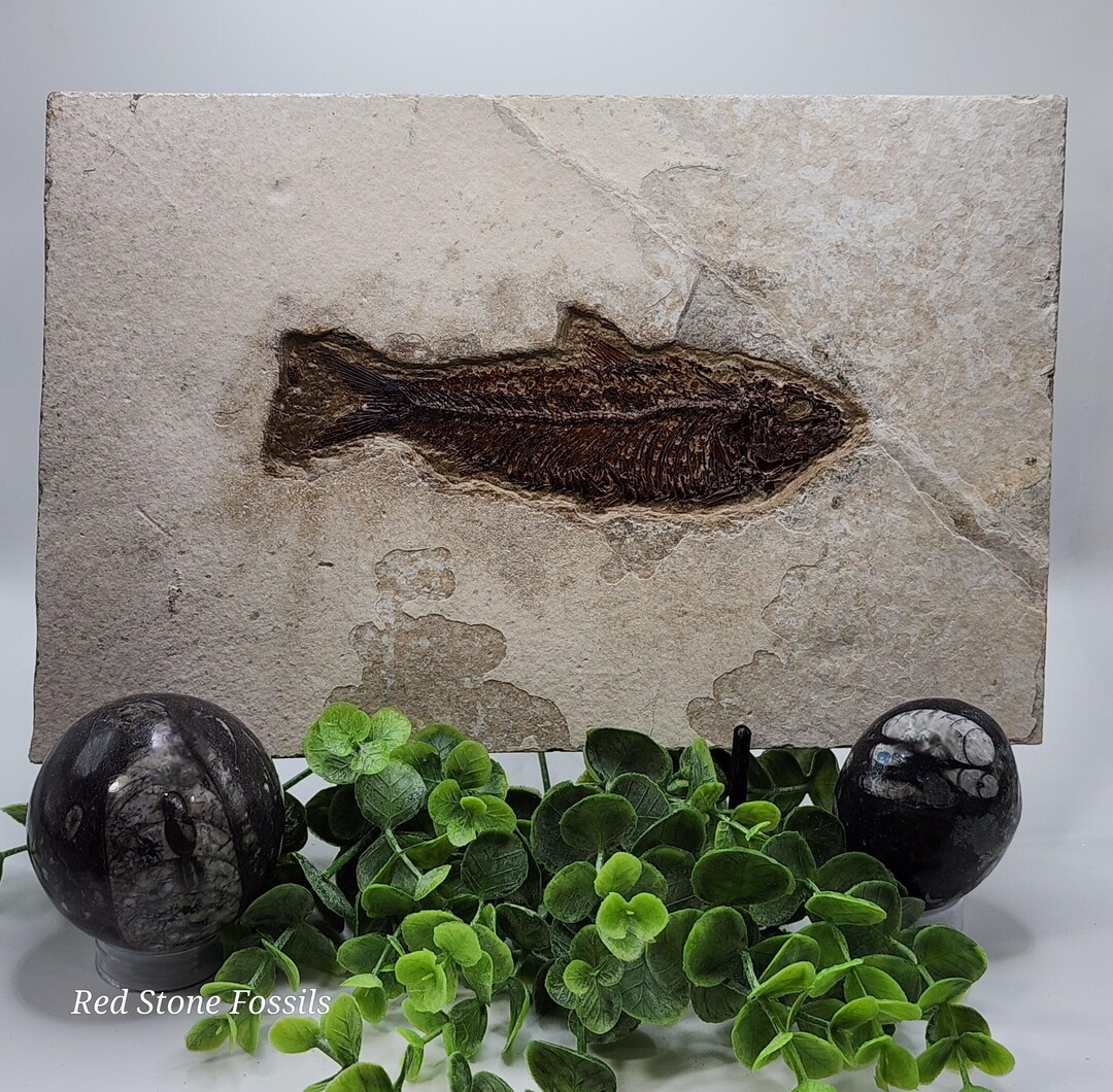 Well Preserved Knightia Fish Plate - Etsy