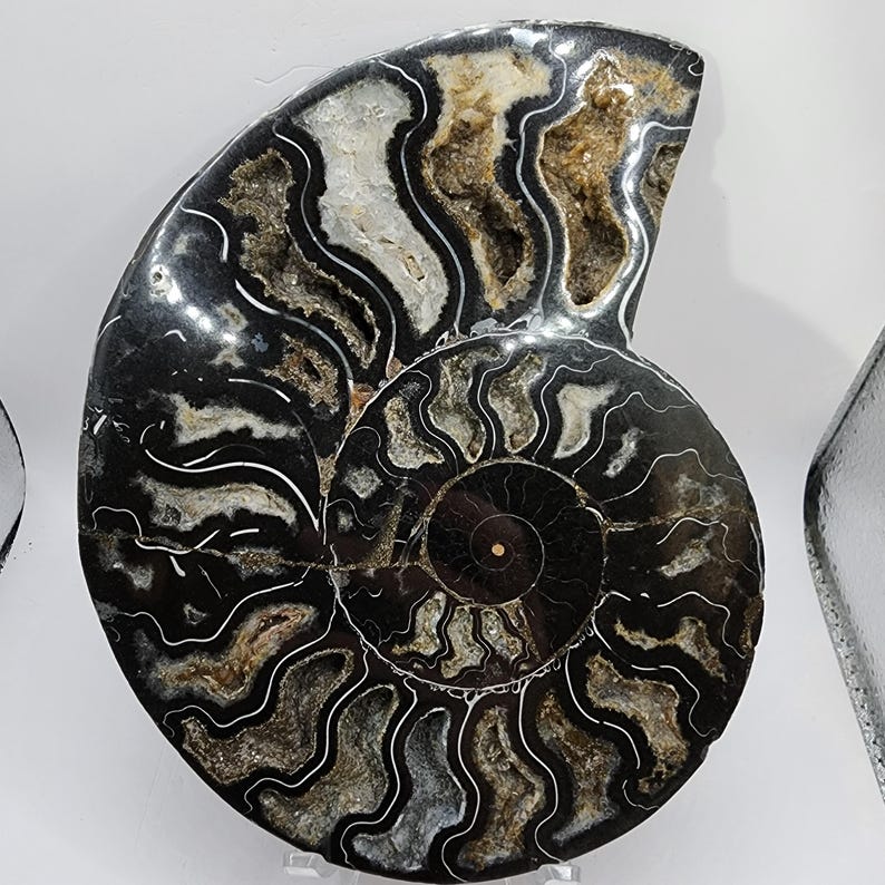 Polished Ammonite From Madagascar - Etsy