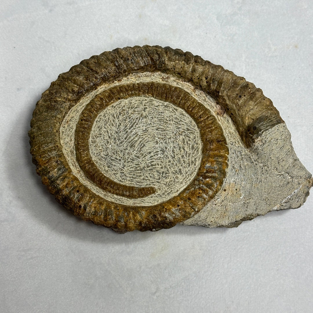 Stunning Display Piece Anetoceras Heteromorph Ammonite - Etsy