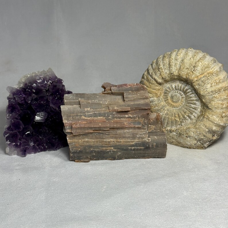 Amazing Arizona Petrified Wood - Etsy