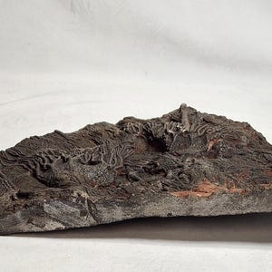 Detailed Crinoid Plate - Etsy
