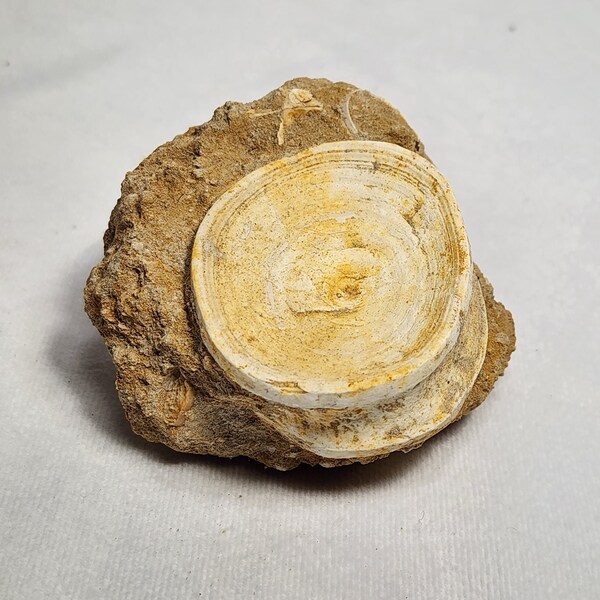 Shark Vertebrae - Etsy