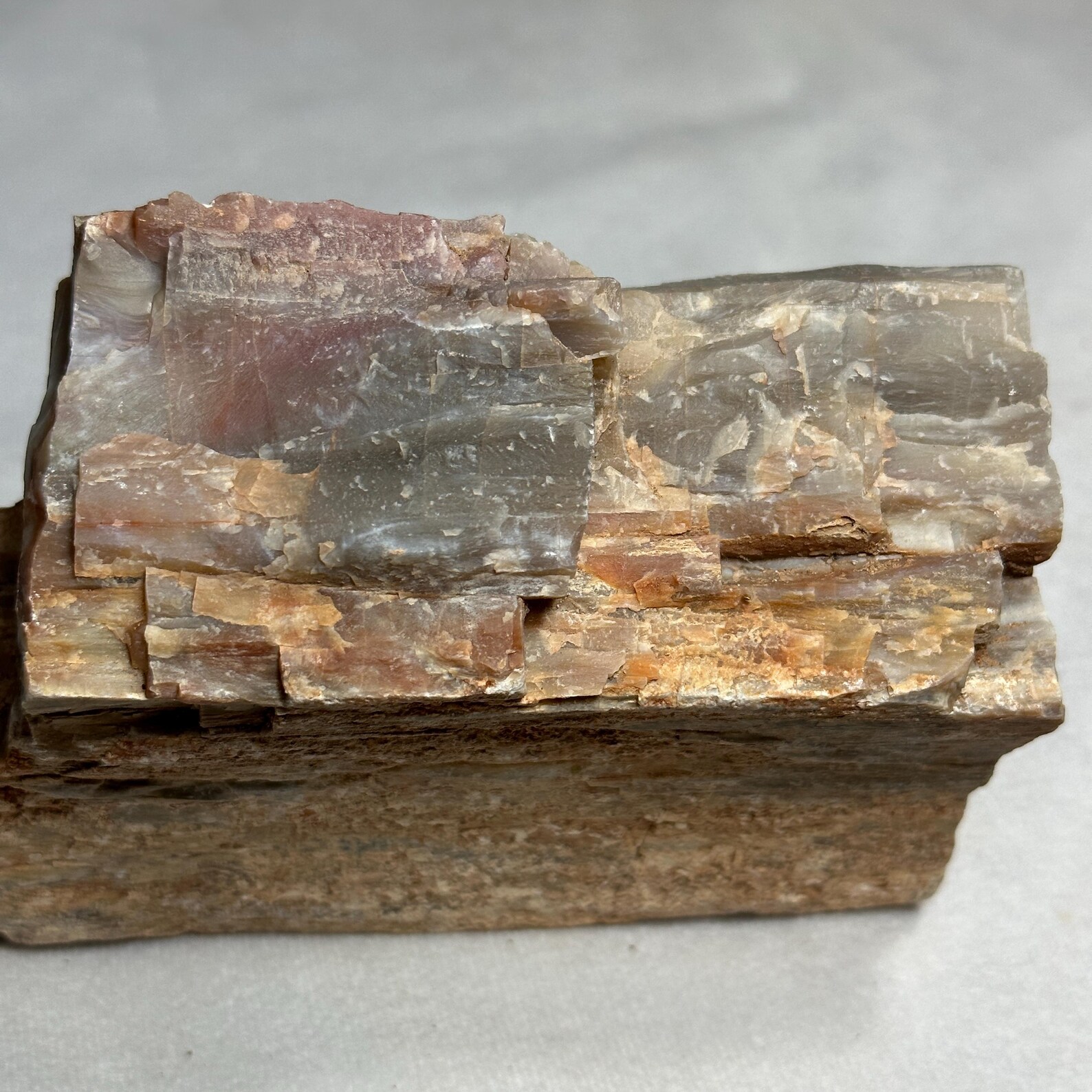 Amazing Arizona Petrified Wood - Etsy