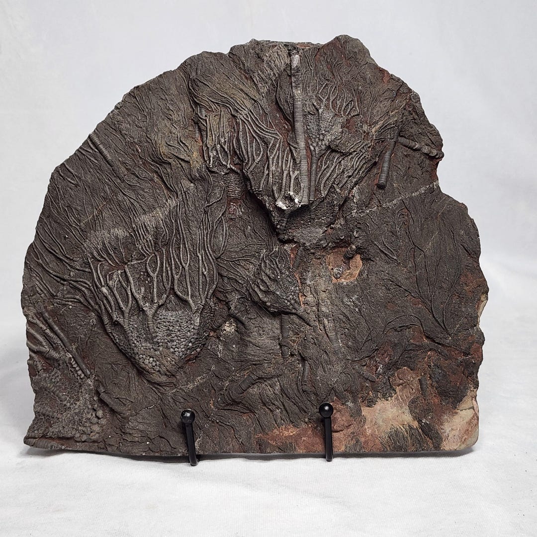 Detailed Crinoid Plate - Etsy