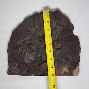 Detailed Crinoid Plate - Etsy