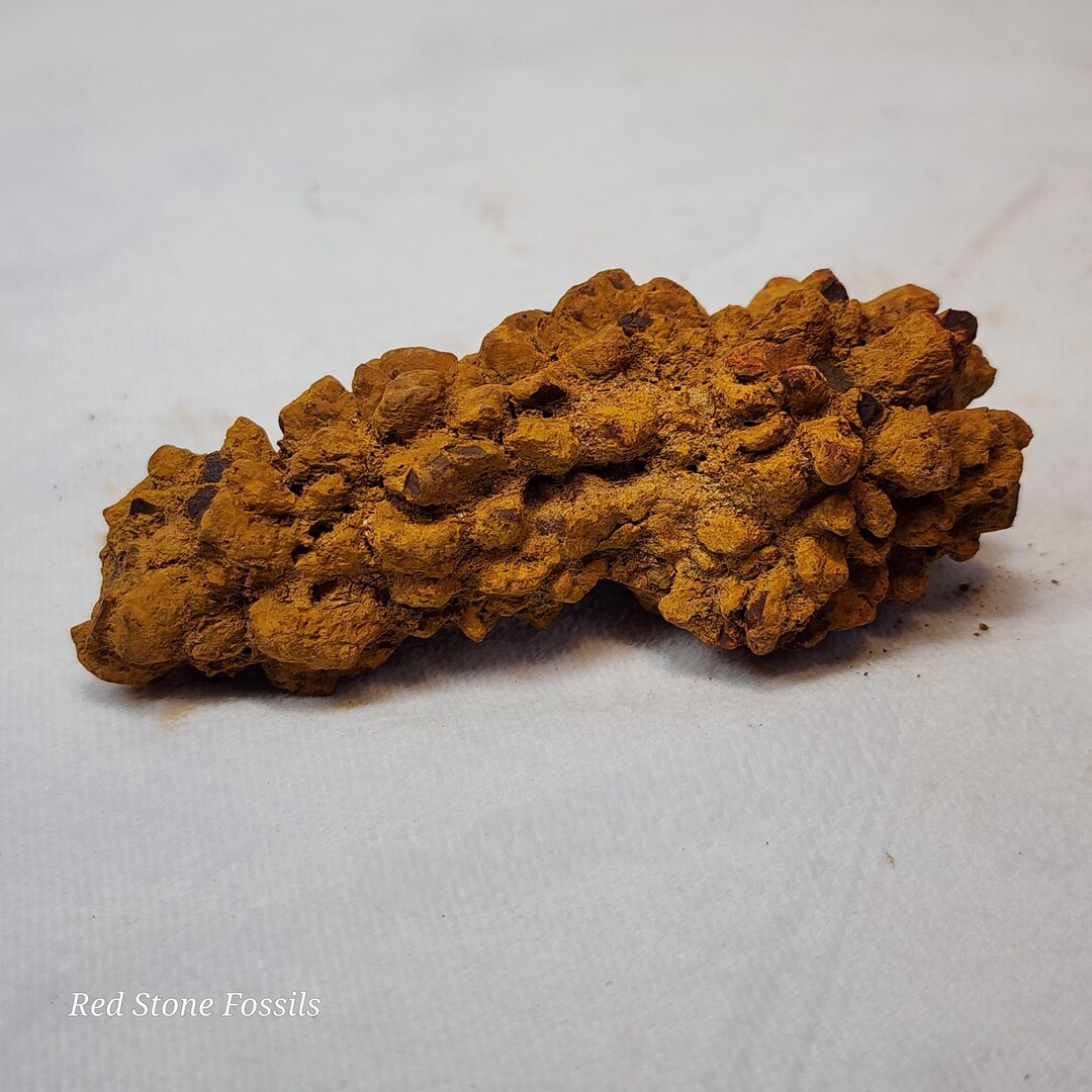 Rusty Red Coprolite - Etsy