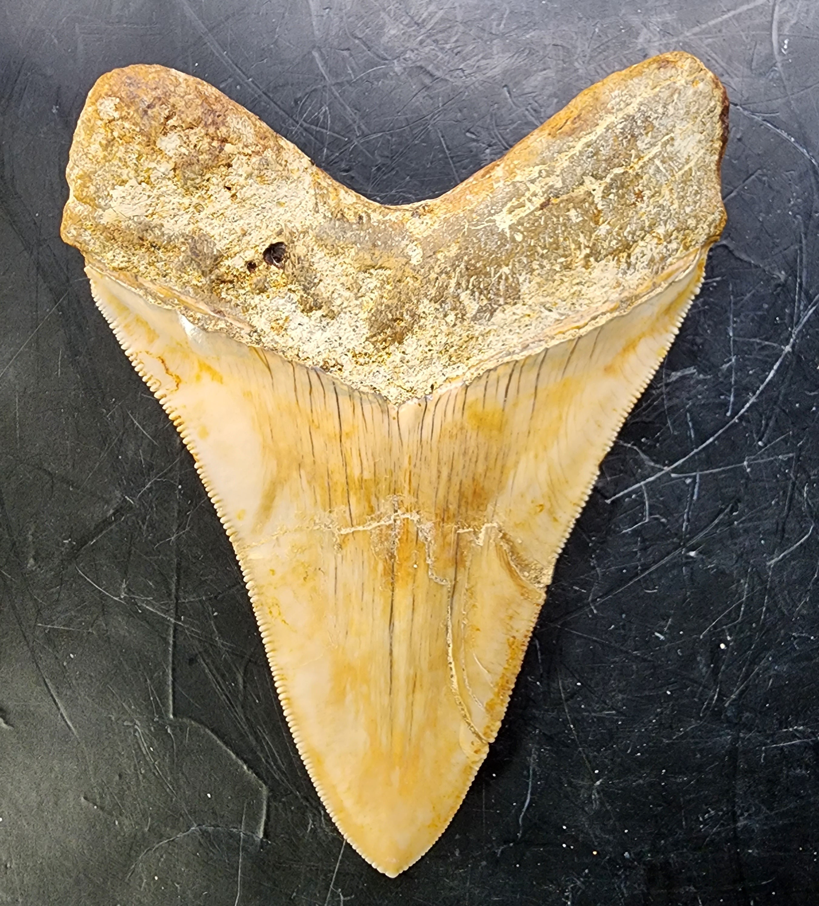 Megalodon Teeth Package - Etsy