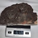 Detailed Crinoid Plate - Etsy