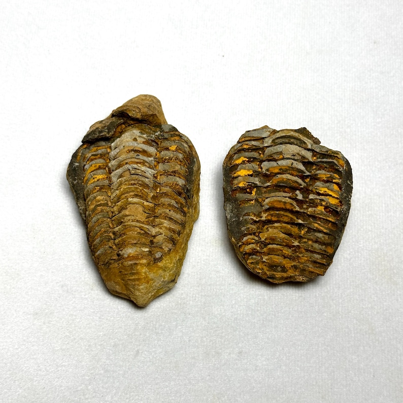 Flexicalymene Trilobite Nodule 3" - Etsy