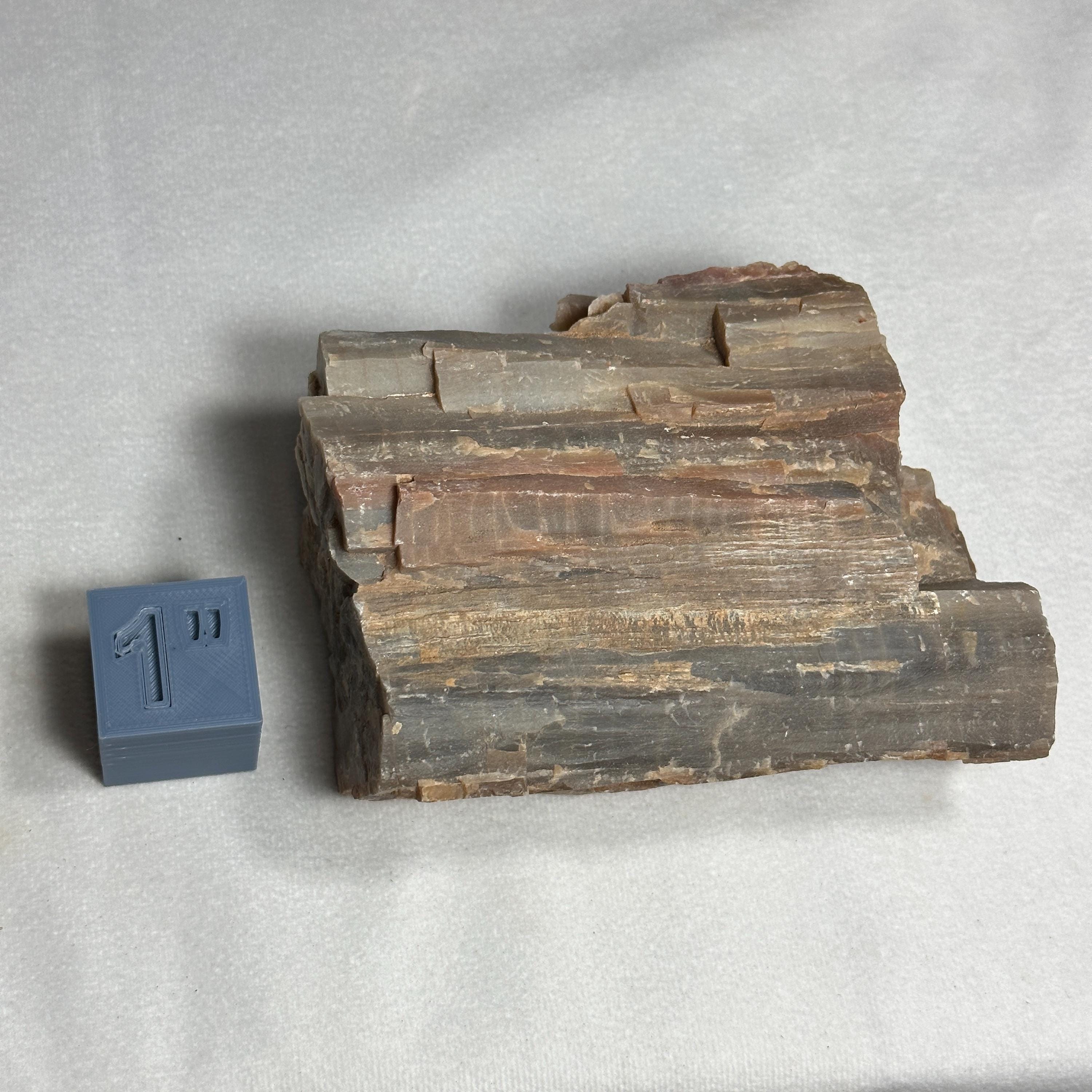 Amazing Arizona Petrified Wood - Etsy