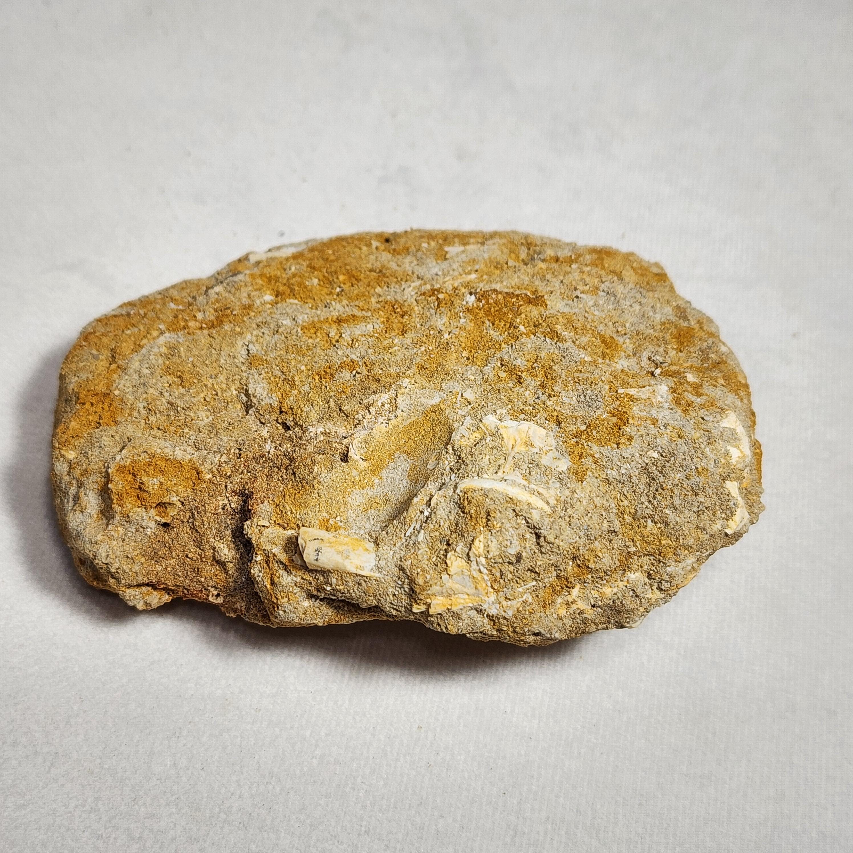 Splendid Saber Toothed Herring Fish Vertebrae - Etsy