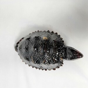 Sumatran Amber Snapping Turtle - Etsy